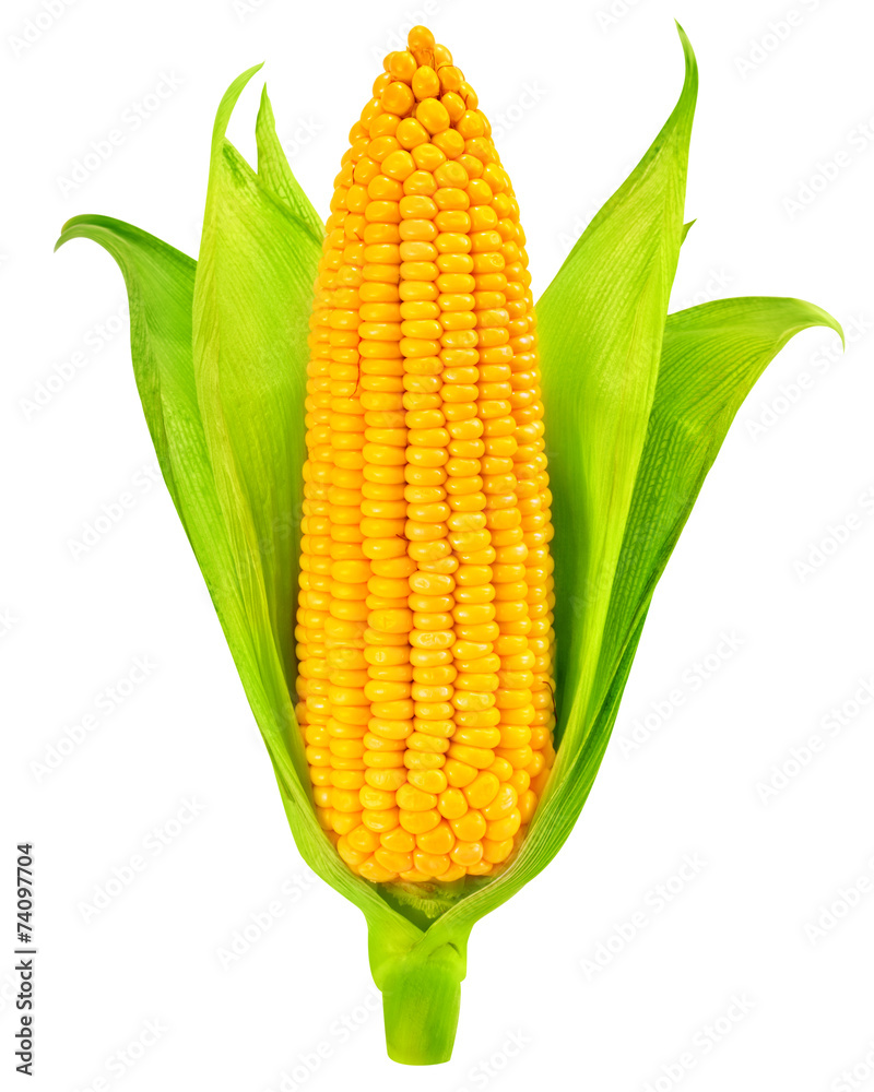 corn Stock Photo | Adobe Stock
