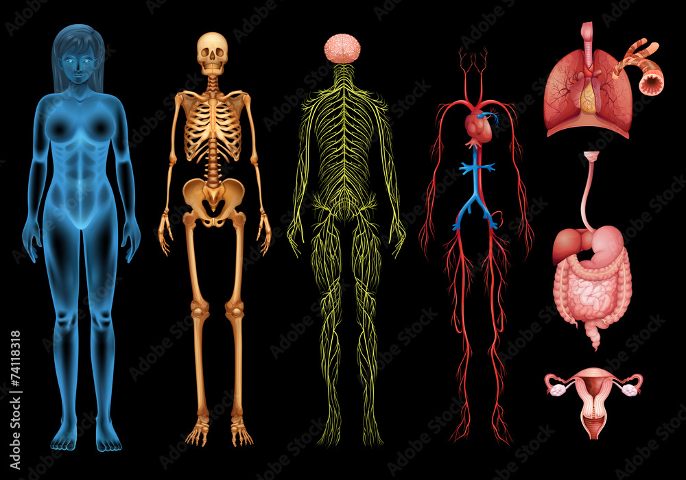 Human body systems Stock Vector | Adobe Stock