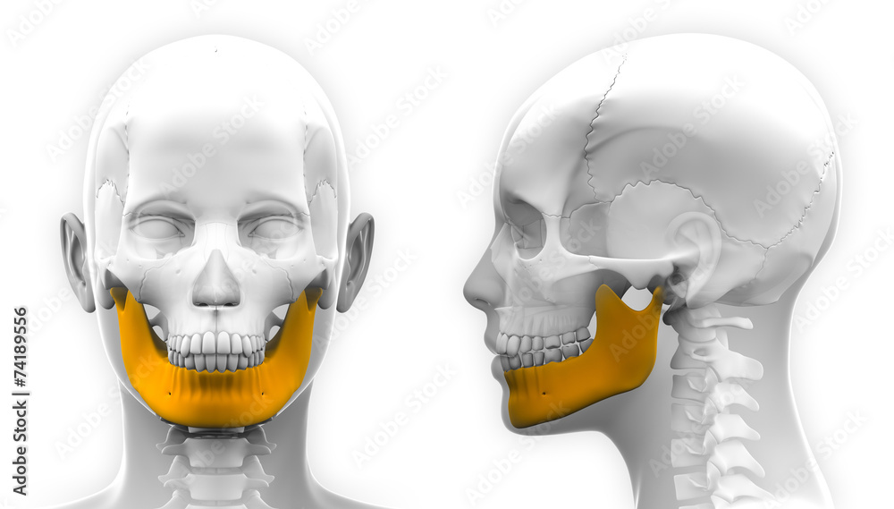 Female Mandible Bone Skull Anatomy - isolated on white Stock ...
