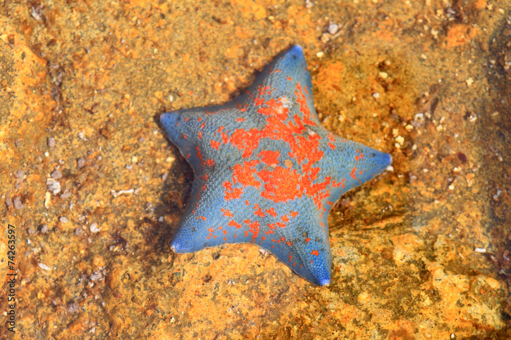 Blue bat star (Patiria pectinifera) in Japan Stock Photo | Adobe Stock