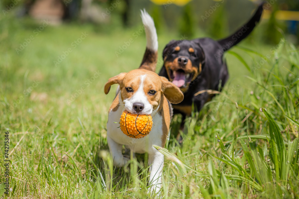 Poster Two dogs chasing a ball – Wall Art | UkPosters