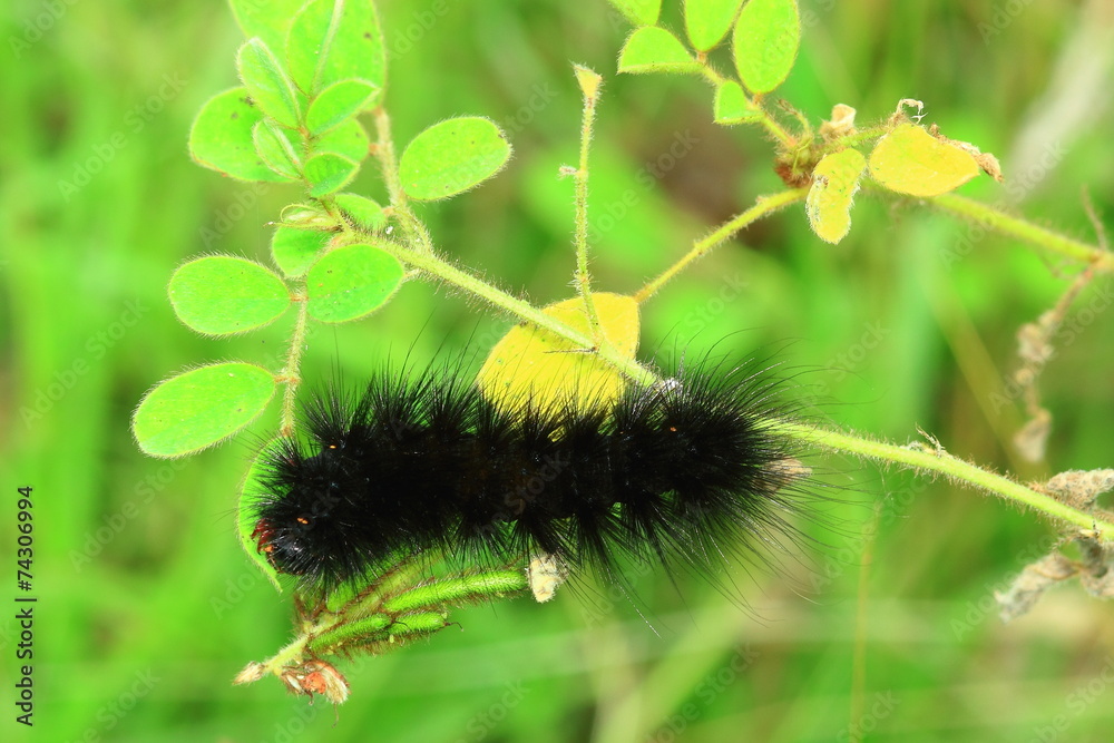 Black woolly worm, it becomes pretty butterfly. Stock Photo | Adobe Stock