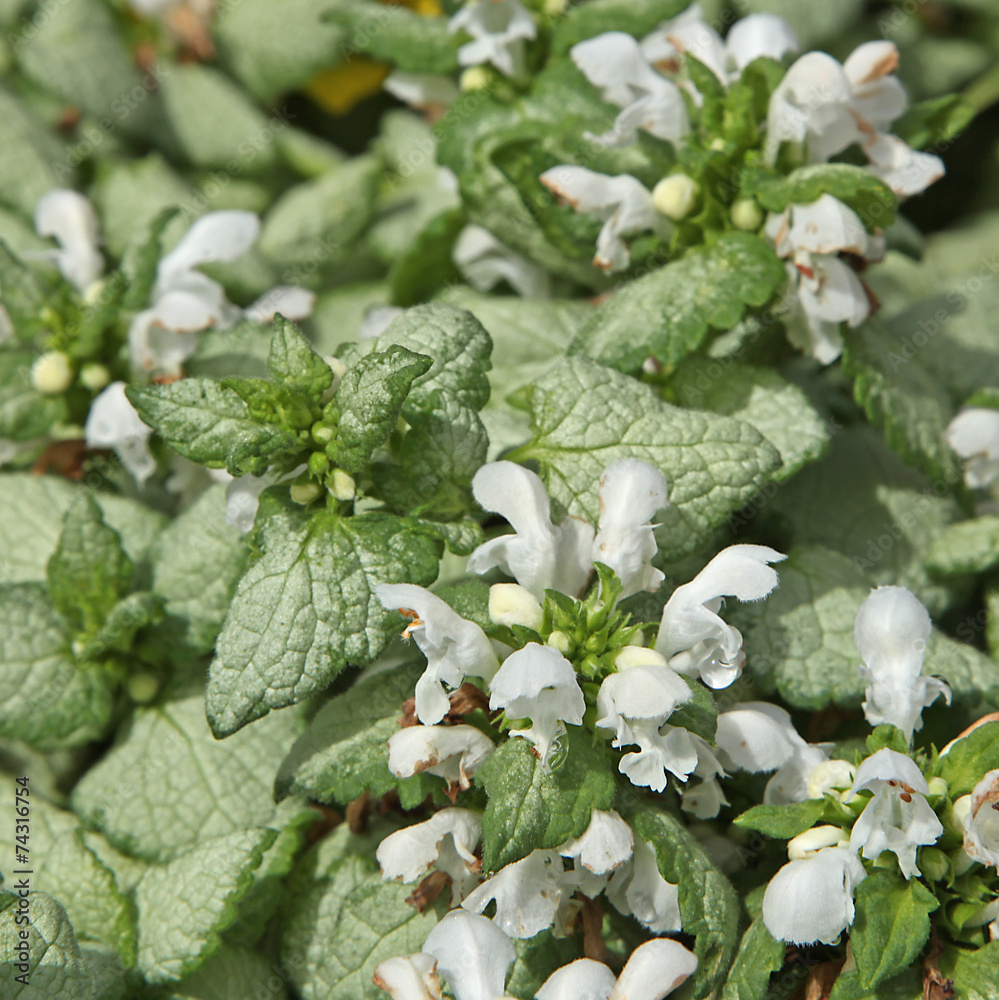 fleurs de lamier Stock Photo | Adobe Stock