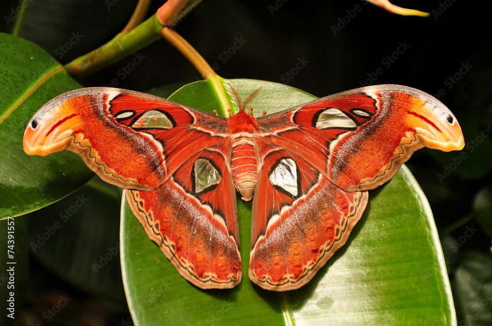 World largest moth,the Atlas moth Stock Photo | Adobe Stock