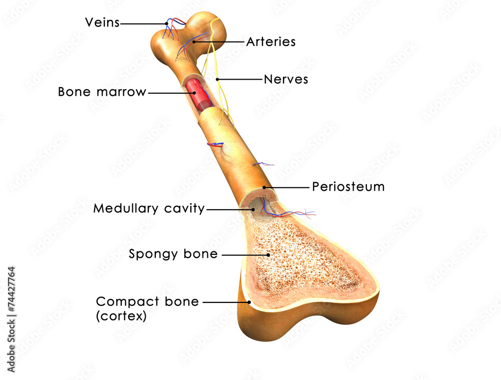 Structure of bone Stock Illustration | Adobe Stock