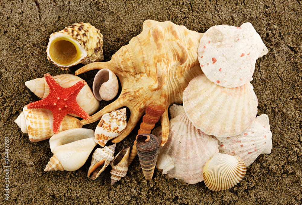 sea shells and wet sand Stock Photo | Adobe Stock