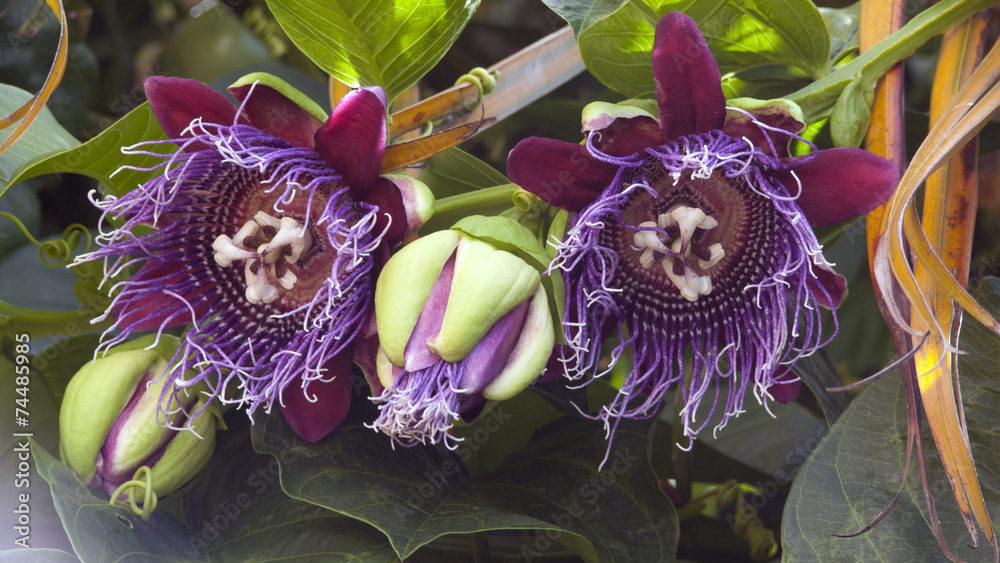 Fleur de Barbadine, fruit de la passion, La Réunion Stock Photo | Adobe ...