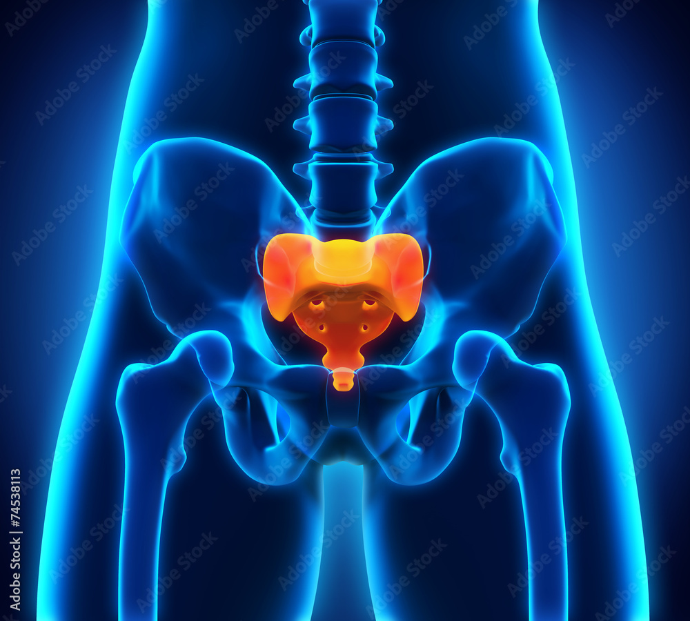 Sacral Bone Anatomy Poster Anatomical Representation Of Sacrum And