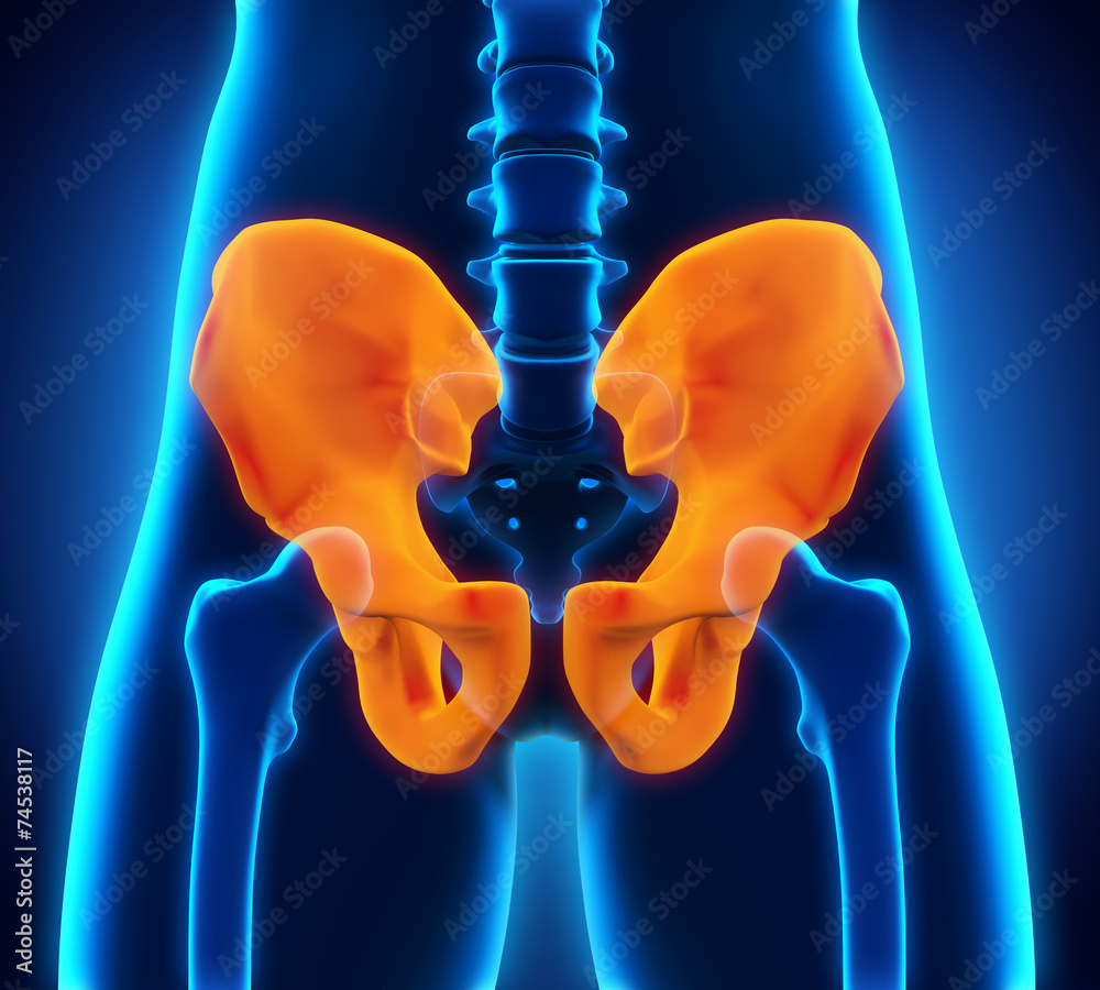 Hip Bone Anatomy Stock Illustration | Adobe Stock
