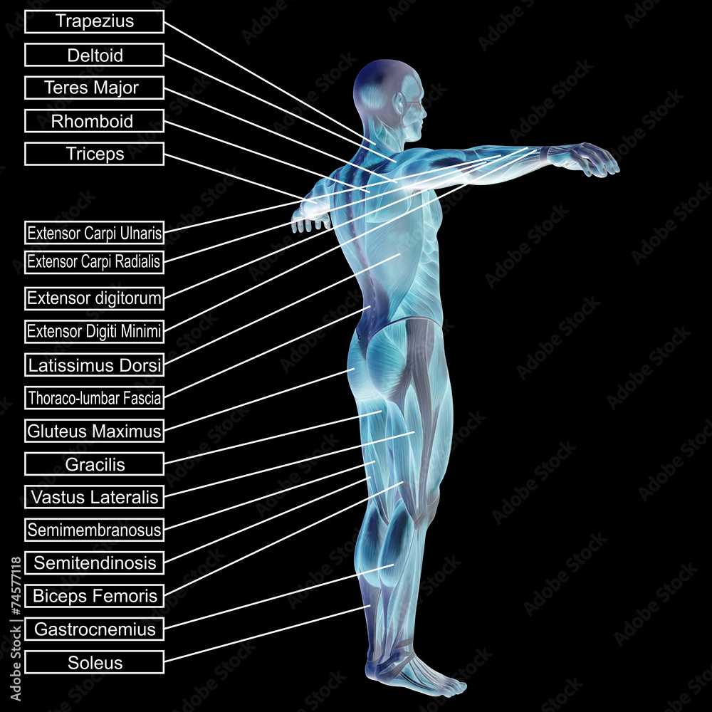3D human male anatomy with muscles and text Stock Illustration | Adobe ...