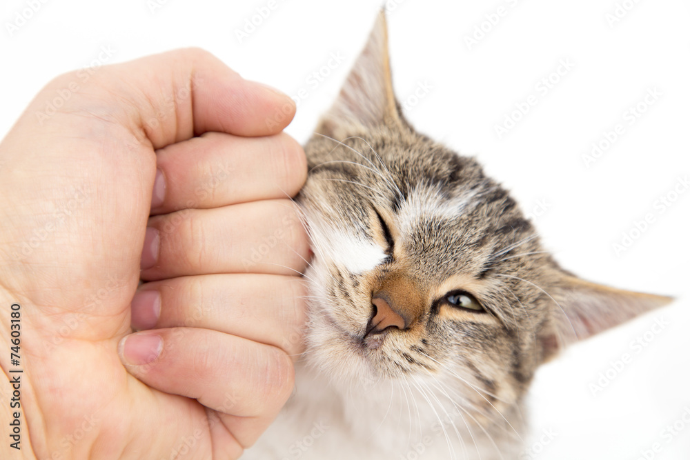 weasel cat on a white background Stock Photo | Adobe Stock
