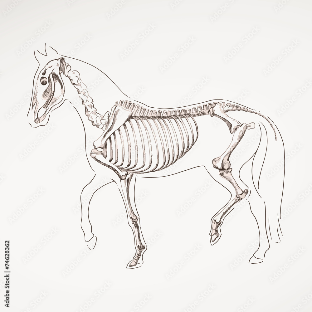 Vector Illustration of a Hand Drawn Horse Skeleton Stock Vector | Adobe ...
