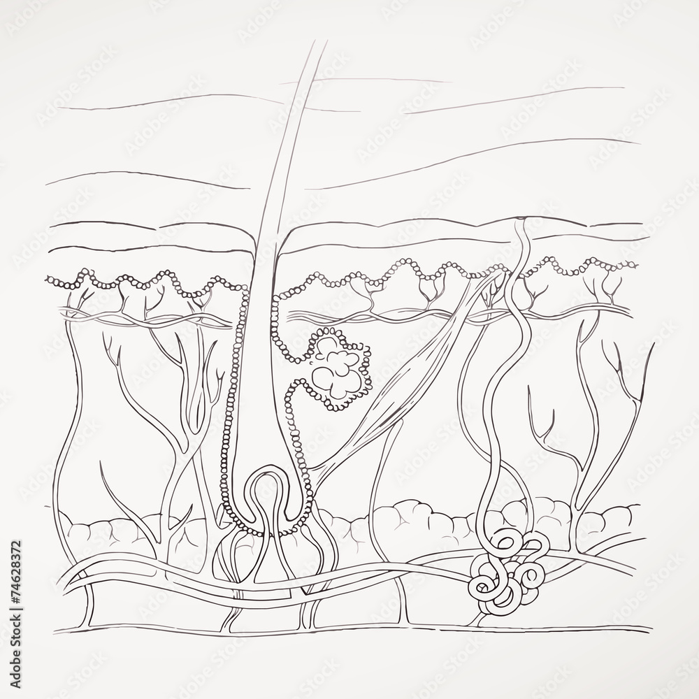 Vector Illustration of a Hand Drawn Human Skin Diagram Stock Vector ...