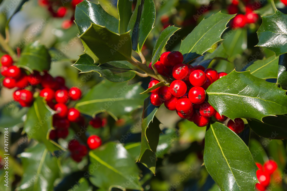 Frutos del Acebo. Ilex aquifolium L. Stock Photo | Adobe Stock
