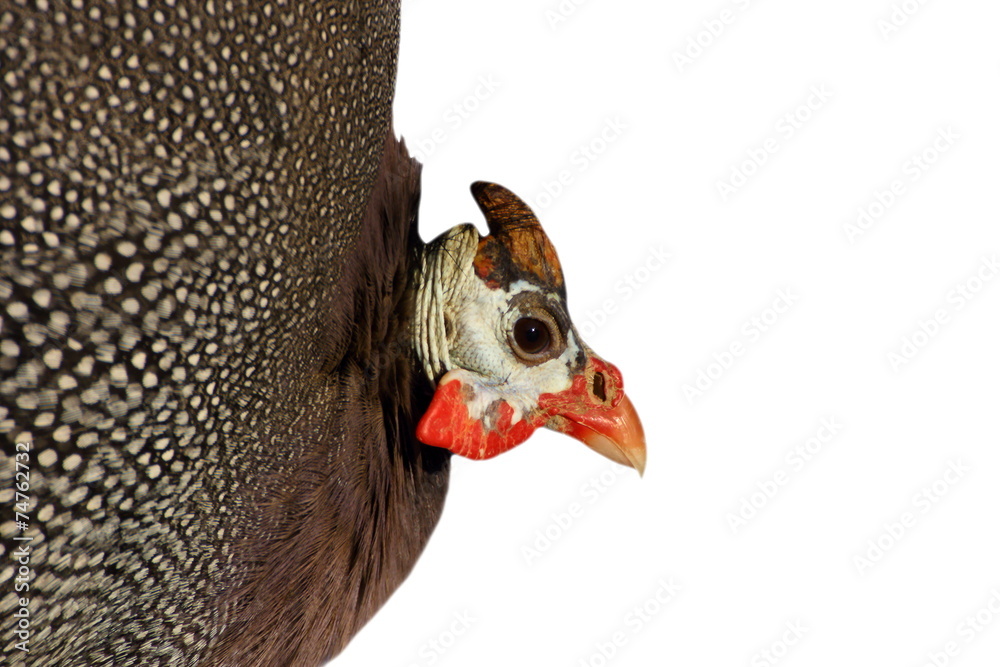 guinea hen isolated portrait Stock Photo | Adobe Stock