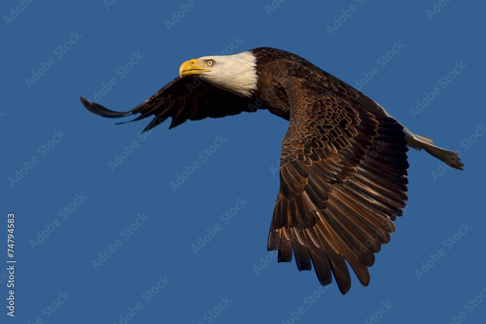 Flying American Bald Eagle Stock Photo | Adobe Stock