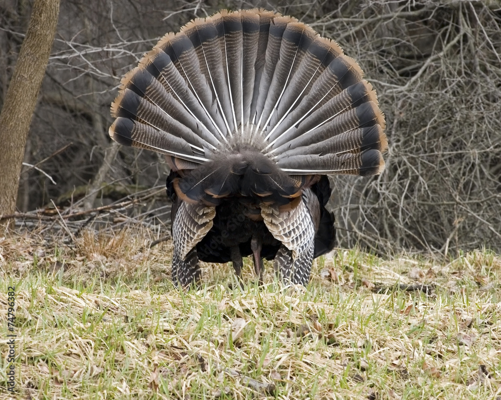 Wild Turkey Stock Photo | Adobe Stock