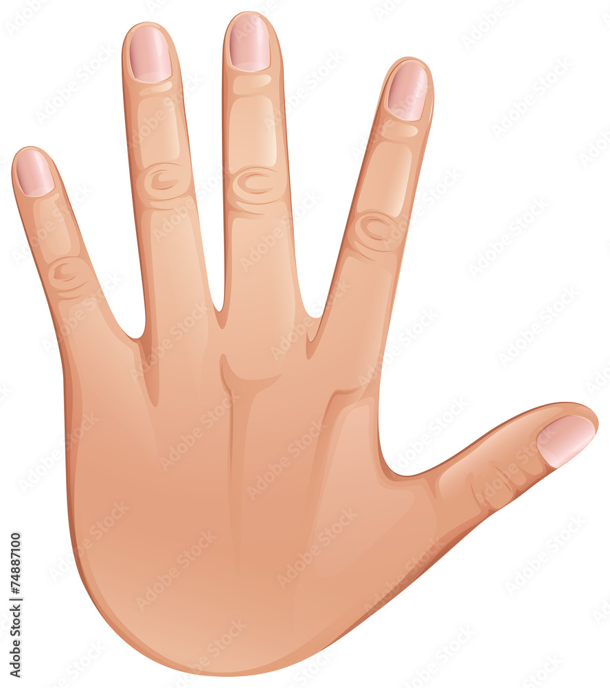 Hand Stock Vector | Adobe Stock