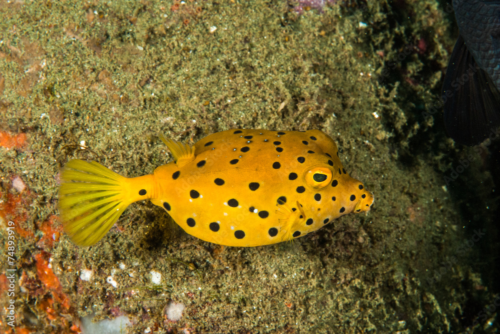 Yellow boxfish juvenile in Ambon, Maluku, Indonesia underwater Stock ...