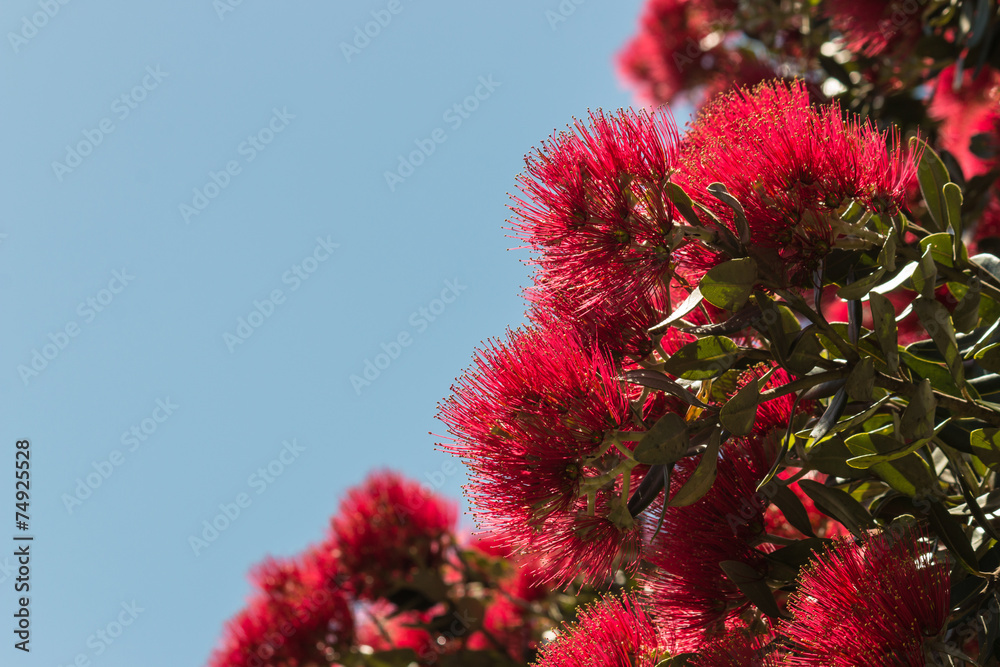 detail of Pohutukawa flowers against blue sky Stock Photo | Adobe Stock
