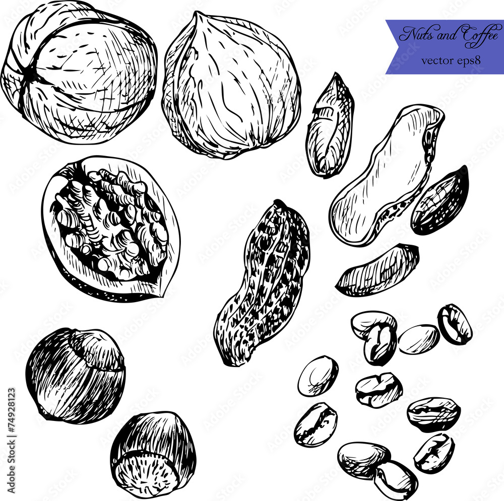 set of line drawing nuts Stock Vector | Adobe Stock