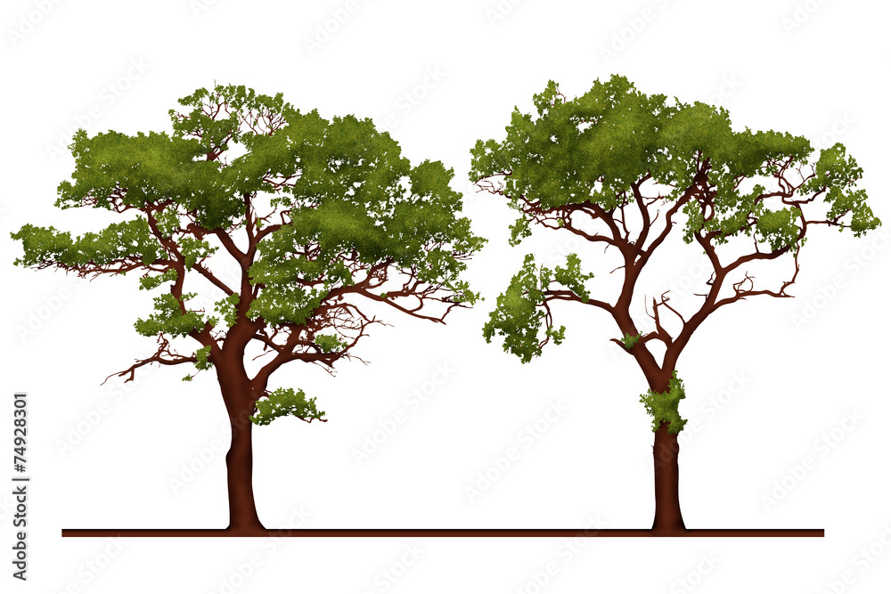 Tree Illustration Stock Illustration | Adobe Stock