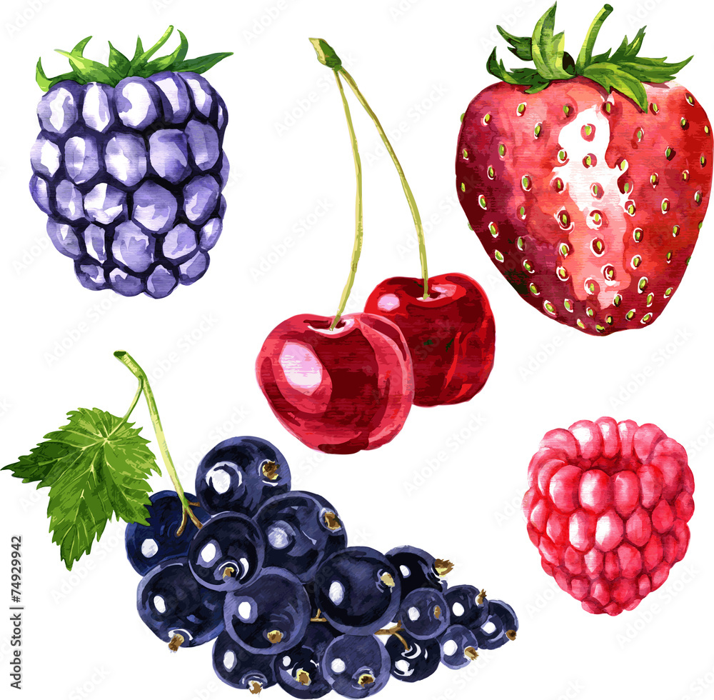 vector set of watercolor drawing berries Stock Vector | Adobe Stock