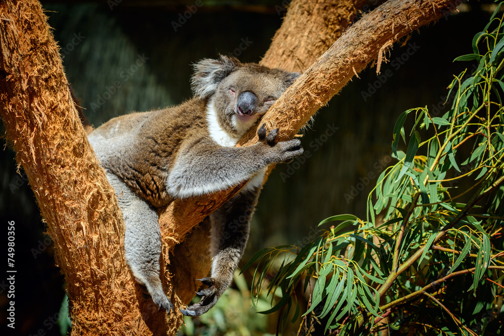 Sleeping koala Stock Photo | Adobe Stock