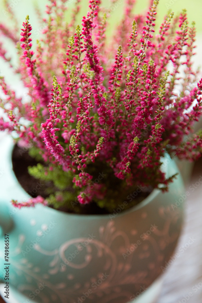 heather decorative in an interior Stock Photo | Adobe Stock