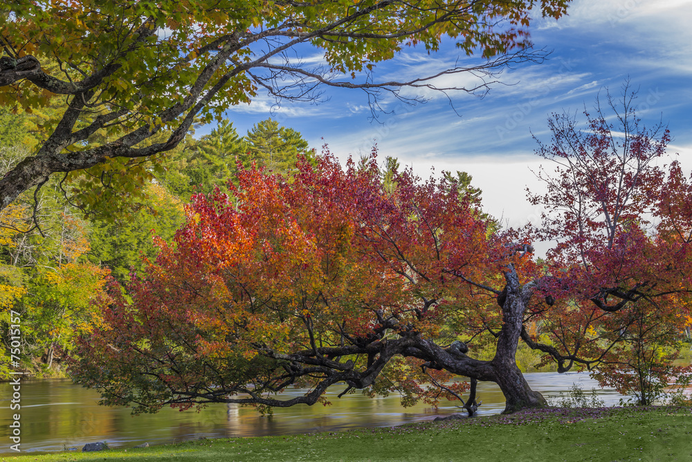 Hope Tree Stock Photo | Adobe Stock