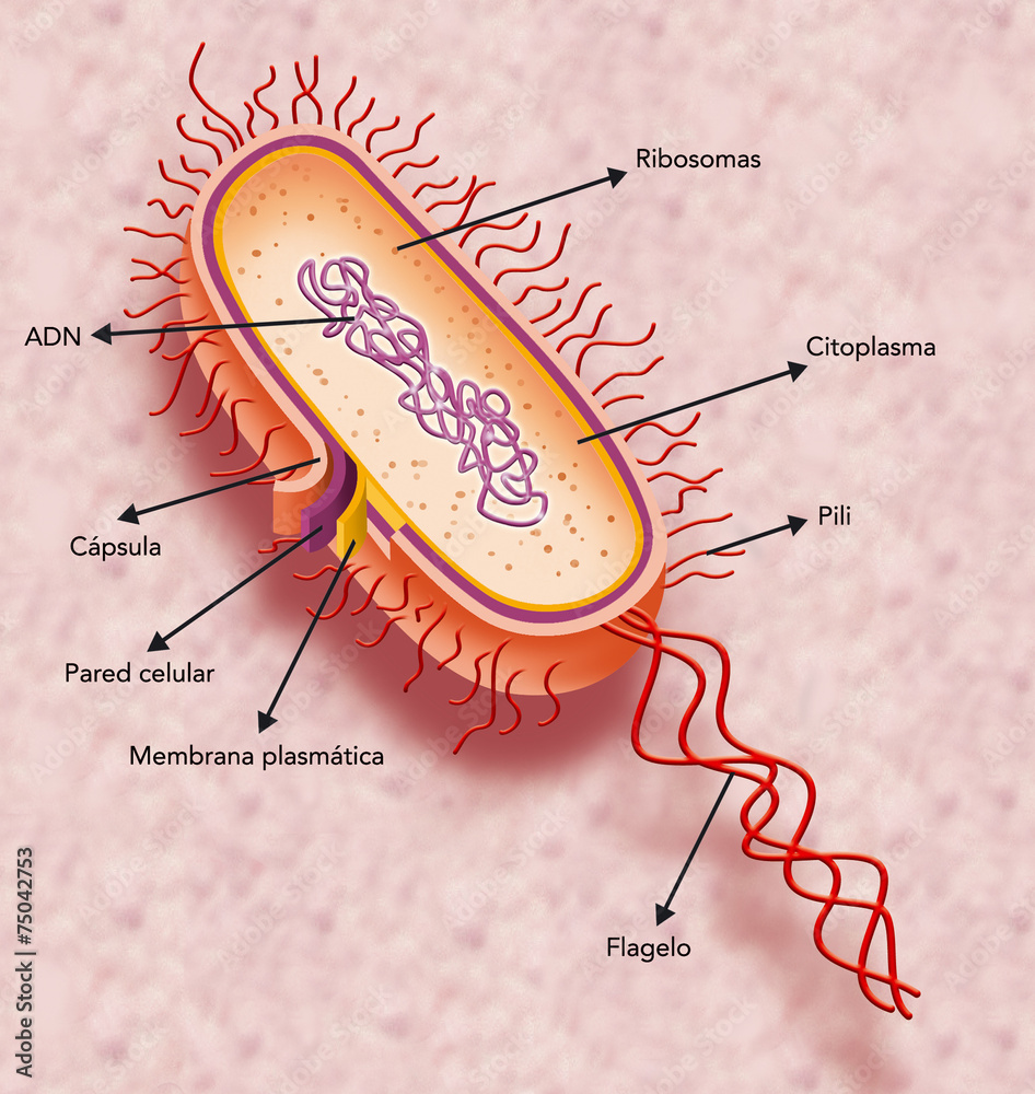 célula procariota Stock Illustration | Adobe Stock