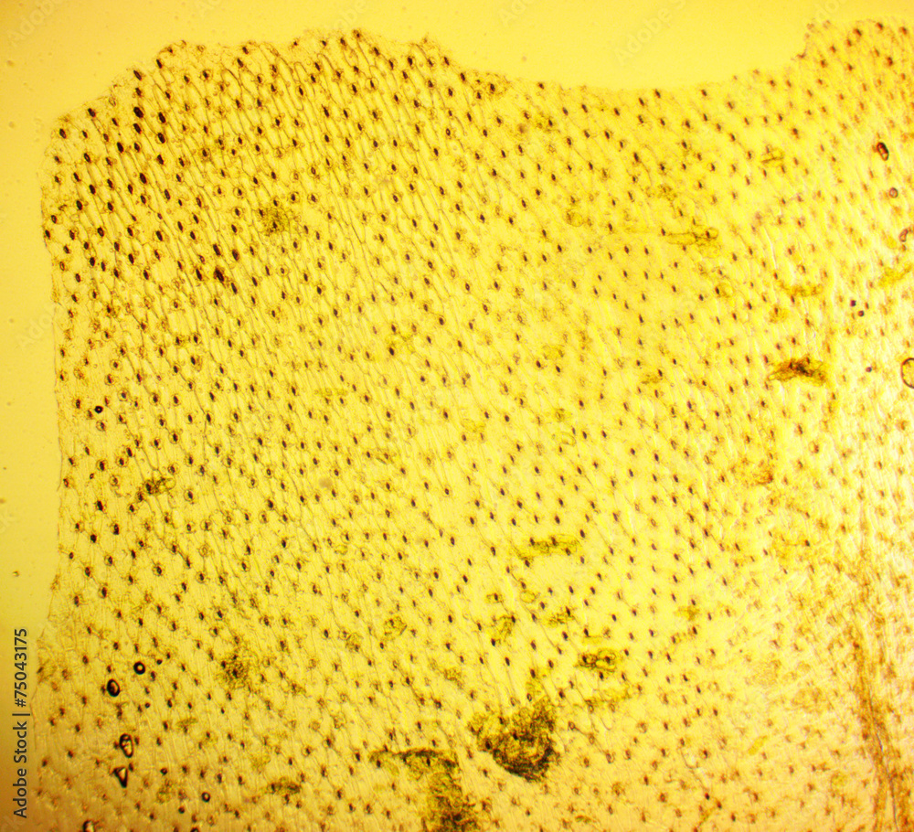 Onion (Allium sp.) epidermis under high magnification Stock Photo ...