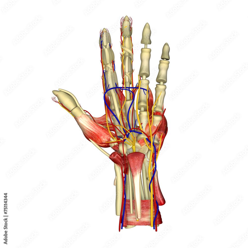 Palm muscles Stock Illustration | Adobe Stock