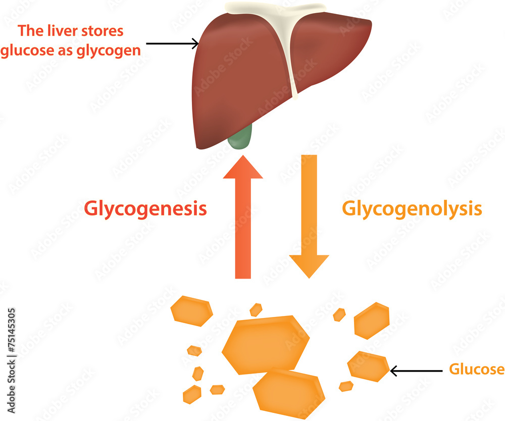 Glycolysis and Glycogenolysis Stock Illustration | Adobe Stock
