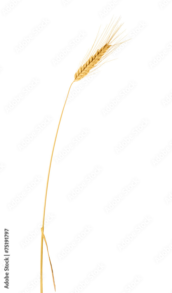 isolated ear of wheat with long awns Stock Photo | Adobe Stock