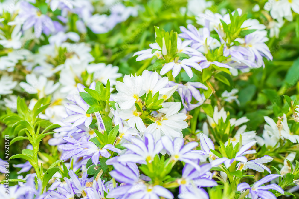 Scaevola aemula, blue fan flower, GOODENIACEAE Stock Photo | Adobe Stock