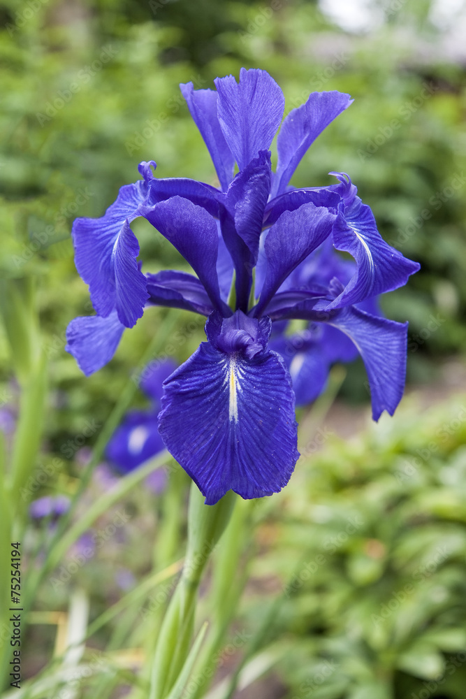Blue Iris flower Stock Photo | Adobe Stock