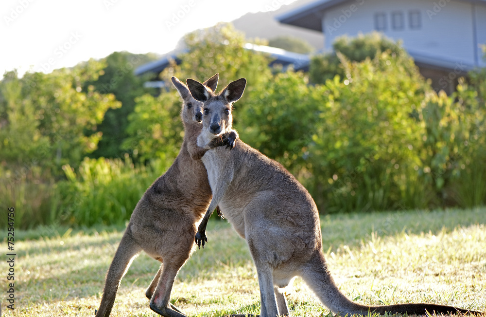 Hugging kangaroos Stock-Foto | Adobe Stock