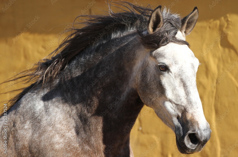 Portrait Apfelschimmel vor gelber Wand Stock-Foto | Adobe Stock