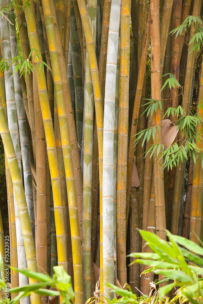 bambous géants, île de la Réunion, Hell-Bourg Photos | Adobe Stock