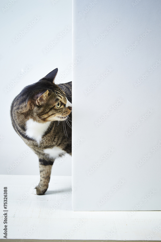 Fotografia do Stock: Cat | Adobe Stock