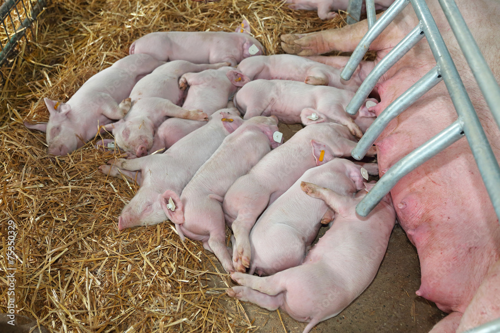 Piglets Stock Photo | Adobe Stock