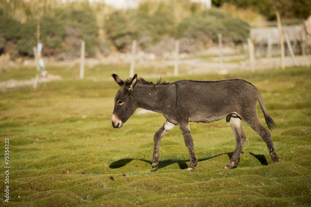 donkey at Shey palace Leh Ladakh ,India Stock Photo | Adobe Stock