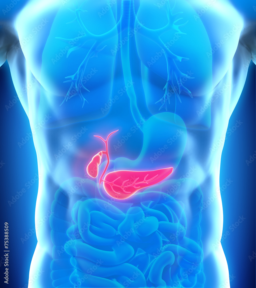 Human Gallbladder and Pancreas Anatomy Stock Illustration | Adobe Stock