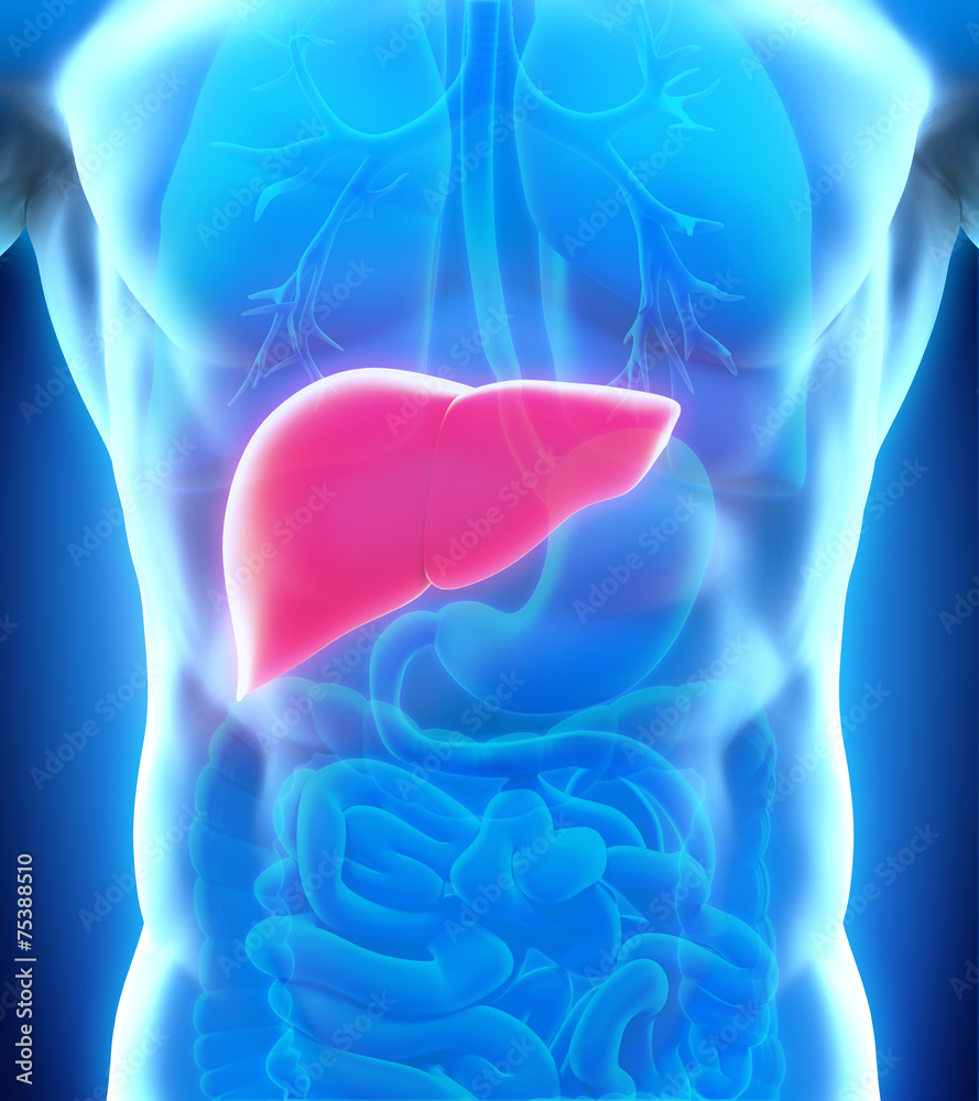 Human Liver Anatomy Stock Illustration | Adobe Stock