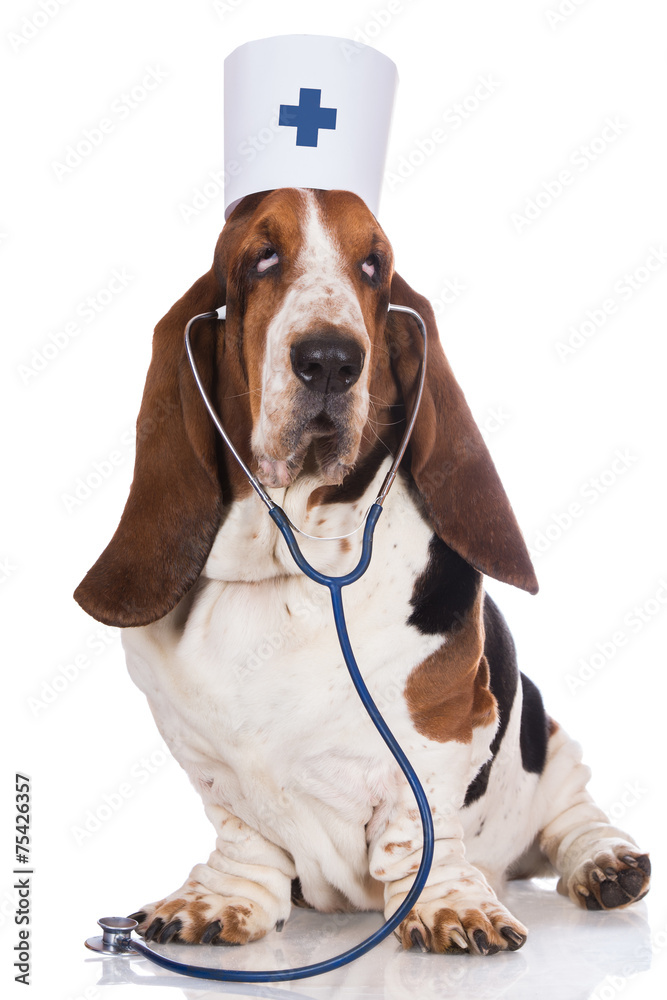 funny dog posing as a doctor Stock Photo | Adobe Stock