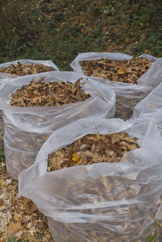 Bags of Autumn Oak Leaves Stock Photo | Adobe Stock