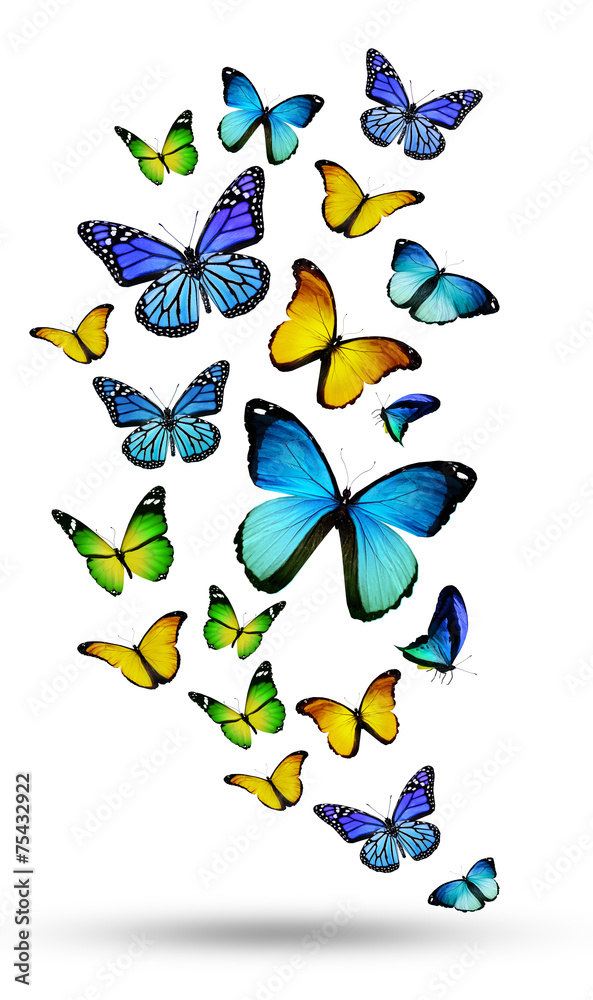 Colorful Butterflies Flying