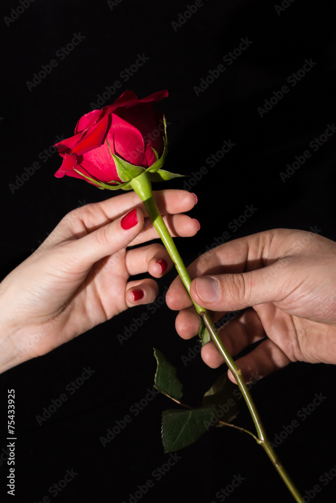 Man Hand Rose