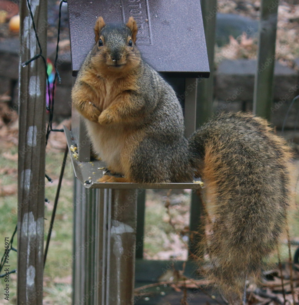 My fat friend 스톡 사진 | Adobe Stock
